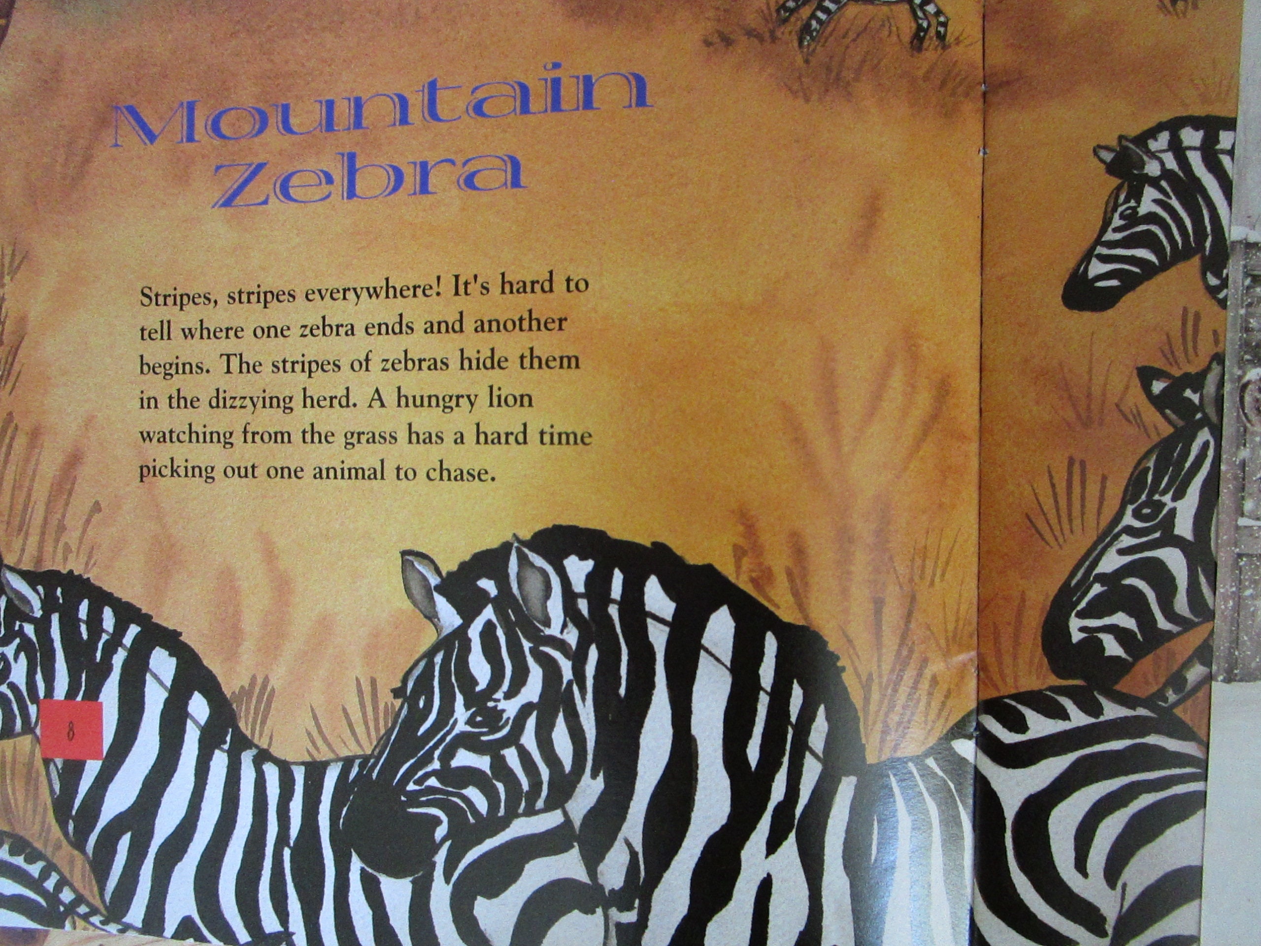 Two Children's Books Aboout Black and White Animals - Etsy