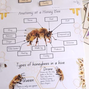 Honeybee Unit Study Bundle Homeschooling Home Education Science Biology ...
