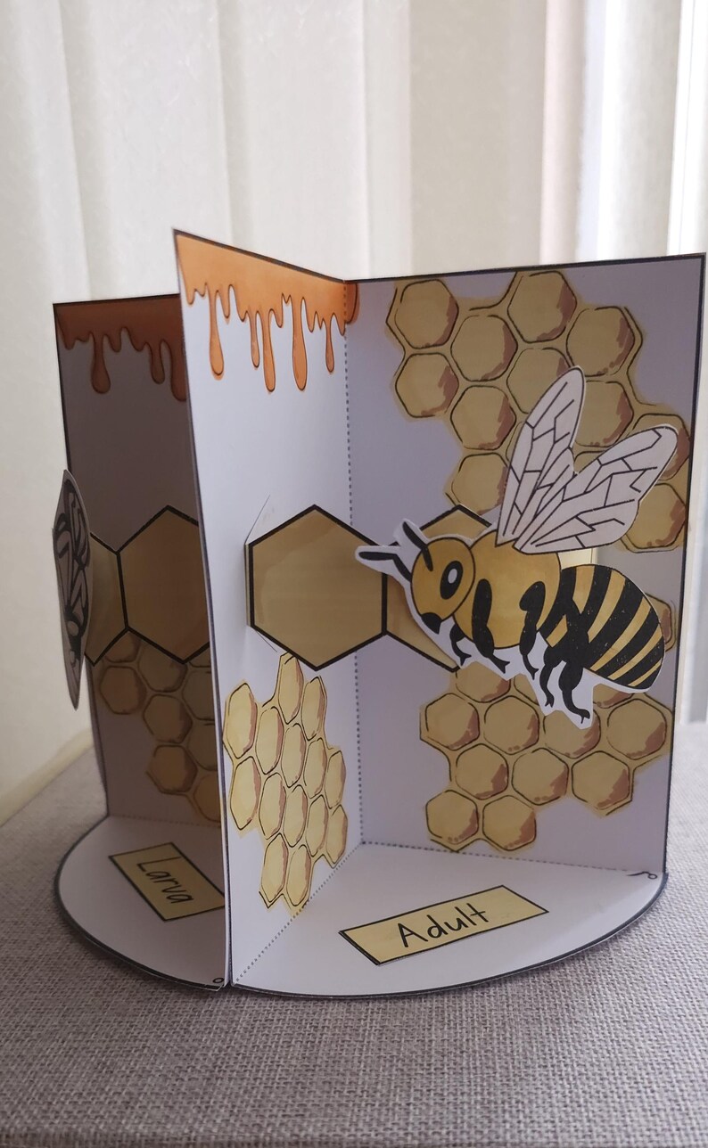 Honeybee Life Cycle Diorama Craft Project, Homeschooling, Science ...