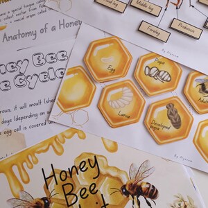 Honeybee Unit Study Bundle Homeschooling Home Education Science Biology ...