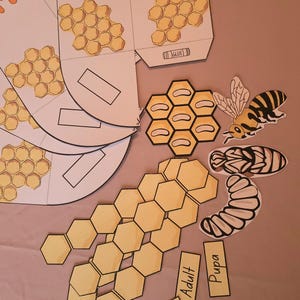 Honeybee Life Cycle Diorama Craft Project, Homeschooling, Science ...