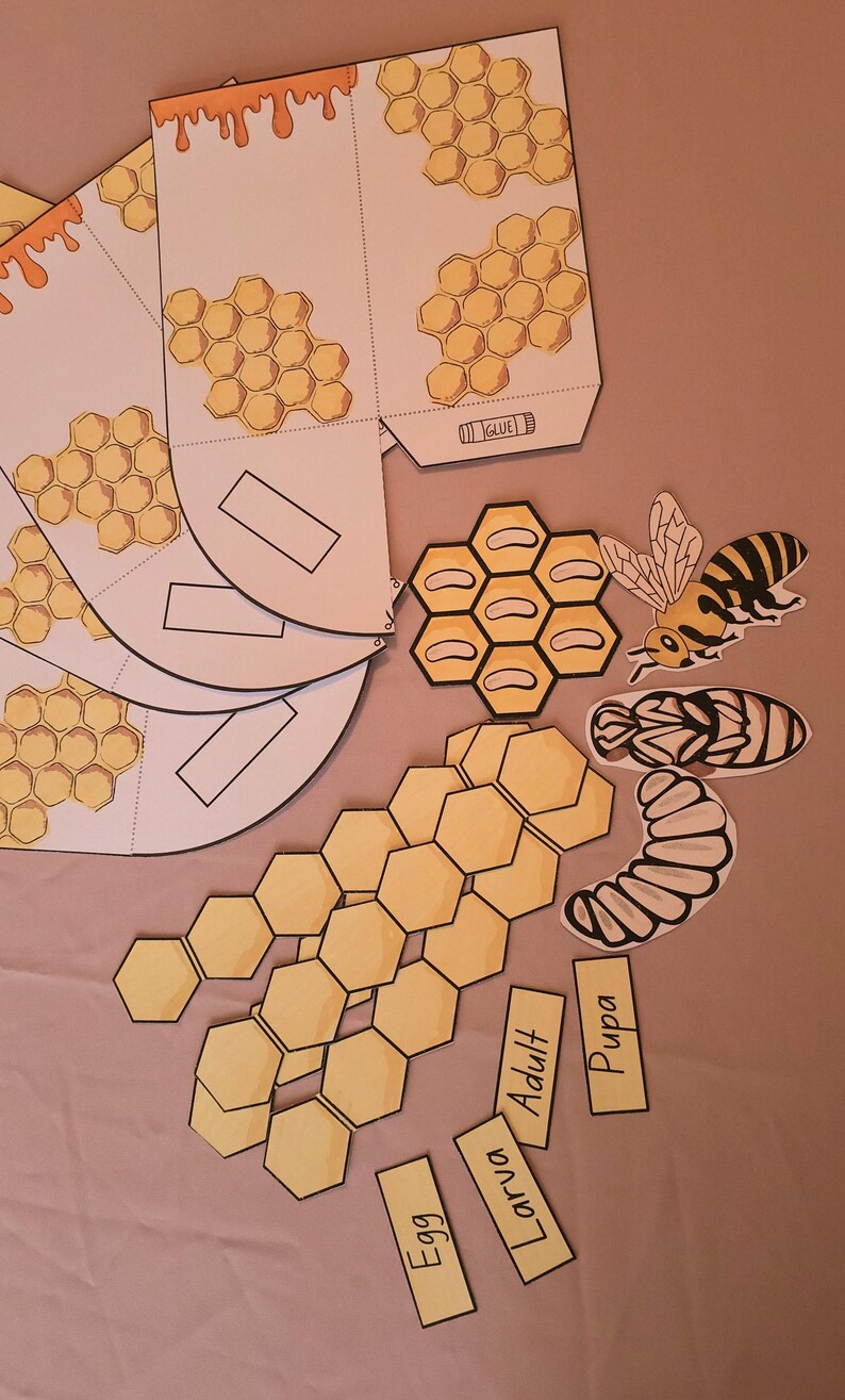 Honeybee Life Cycle Diorama Craft Project, Homeschooling, Science ...
