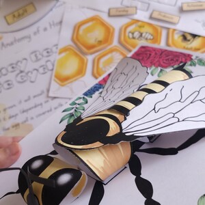 Honeybee Unit Study Bundle Homeschooling Home Education Science Biology ...