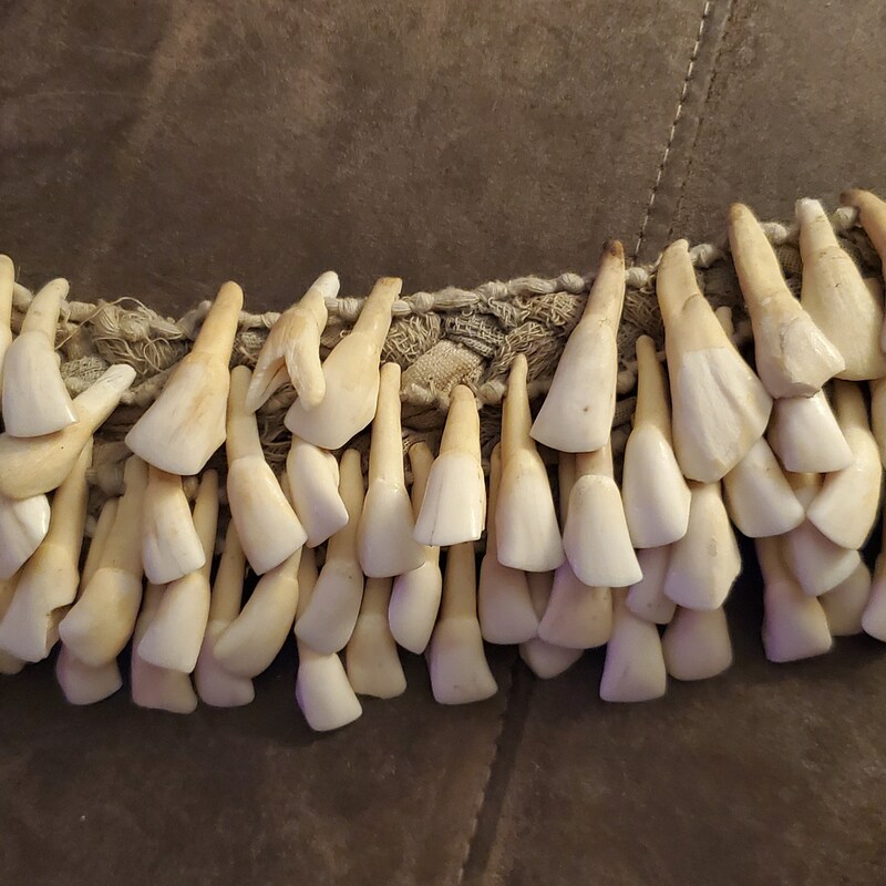 Animal Teeth - Etsy
