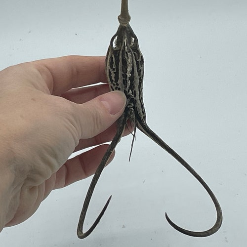 Devil's Claw Seed Pods - Etsy