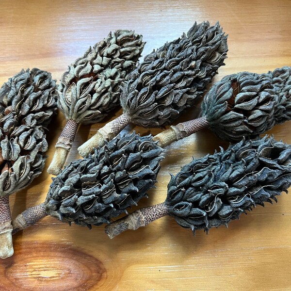Magnolia Pods - Etsy