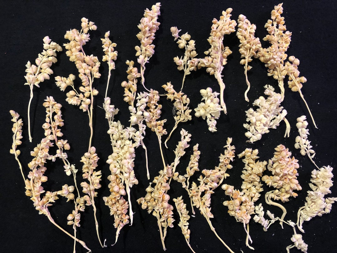 White Milo Berries, Miniature Wreath Making, Decorating, Potpourri ...