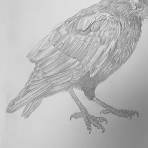 Spruce the Meowl Original Drawing - Etsy