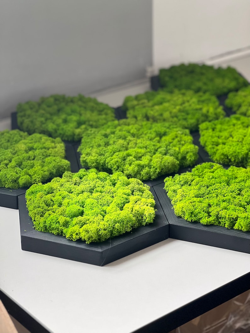 Honeycomb in a Black Frame Moss Decor Stabilized Moss Wall - Etsy