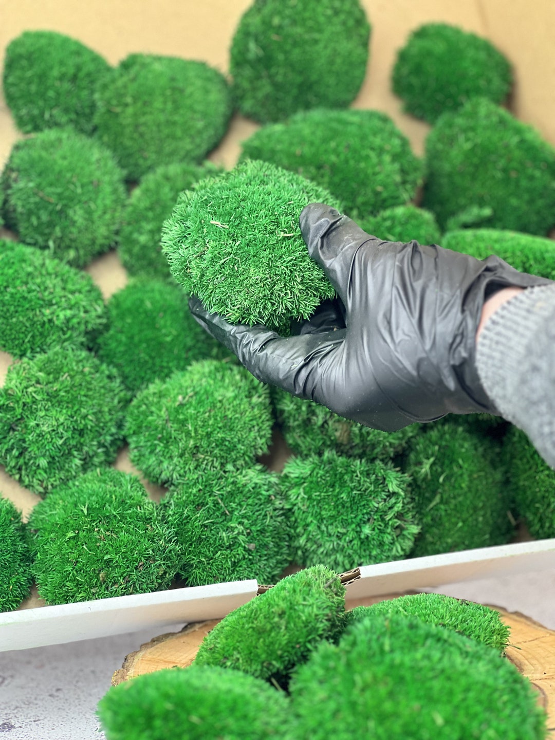 Stabilized Moss, Moss Balls, Tussock Moss, Moss Decor, Bonsai, Moss Art ...