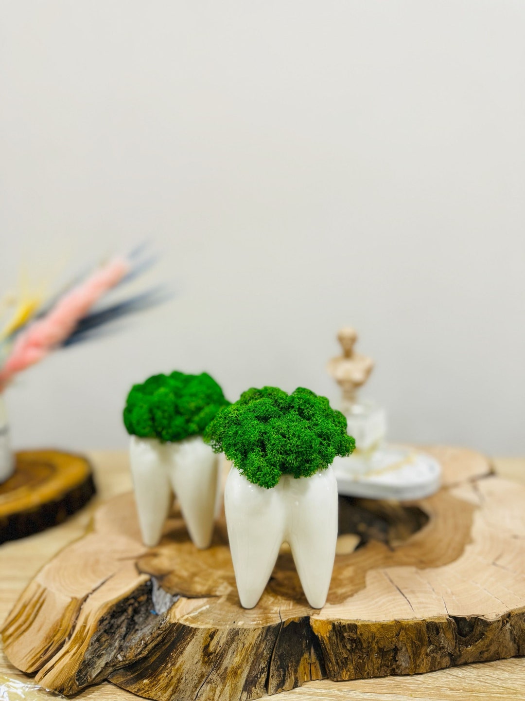 Tooth-shaped Stabilized Moss Planter for Dental Office Decor or Clinic ...