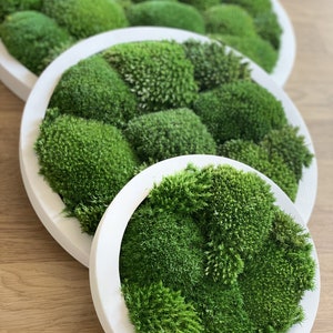 Round Moss Wall Art, Natural Live Moss Wall Decor, Decorative Greenery ...
