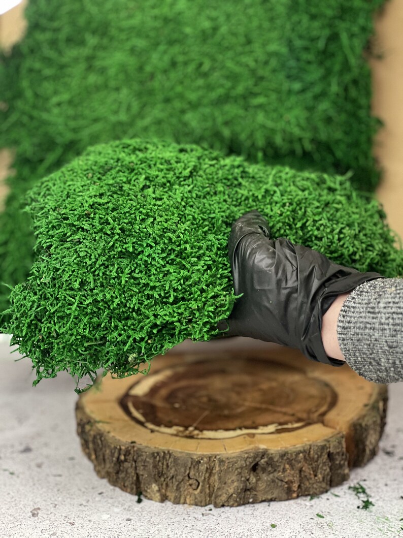 DIY Nature Green Flat Moss, Stabilized Flat Moss, Tussock Moss for Decor, Moss Art, Cushion Moss ...
