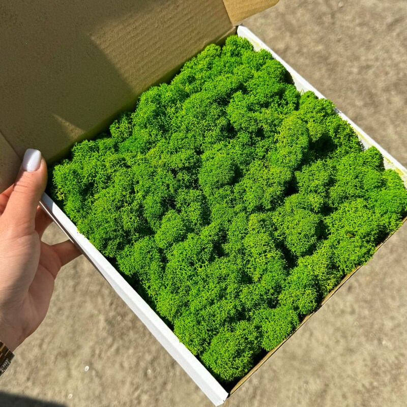 Preserved Lichen - Etsy