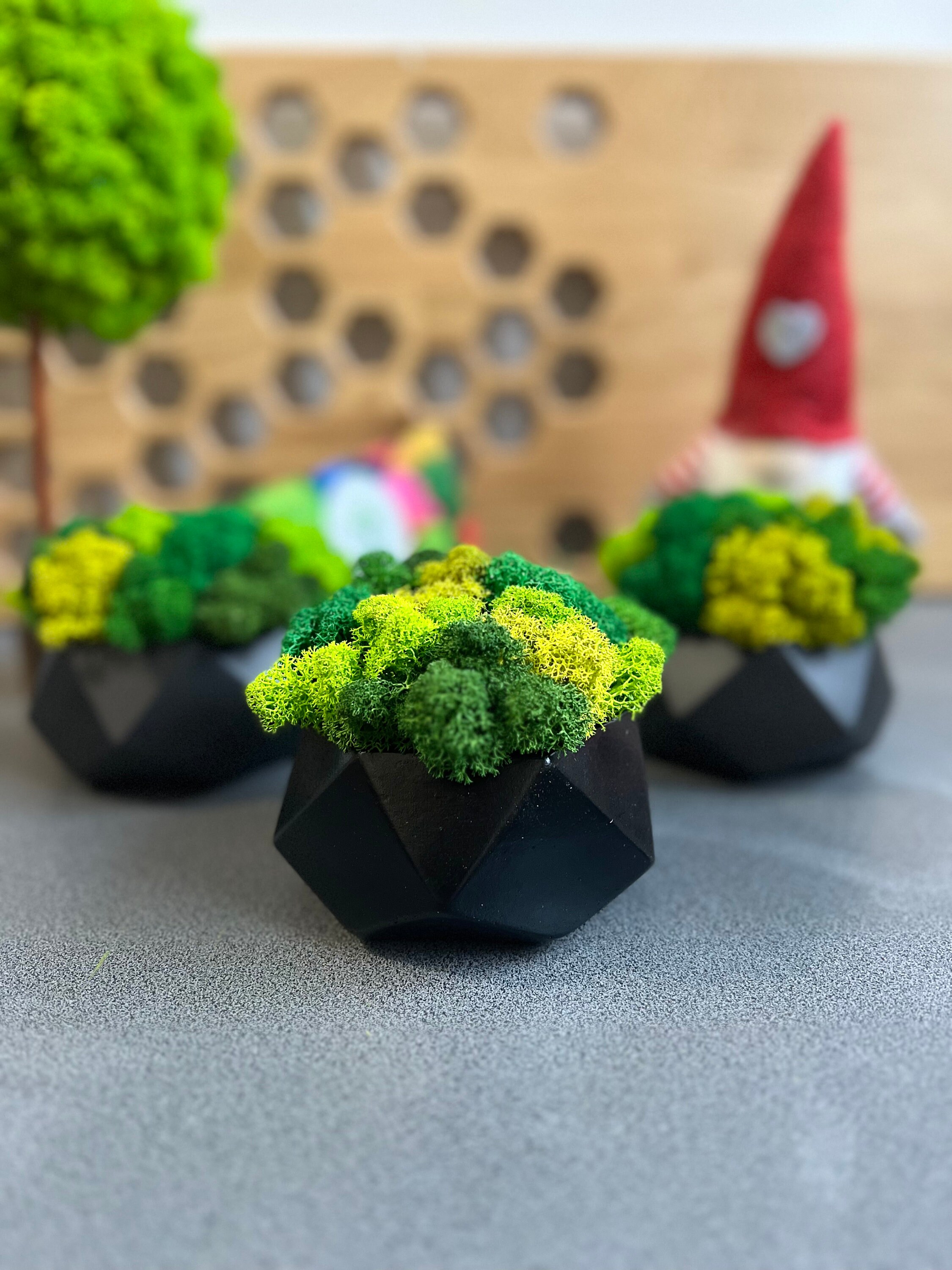 Moss in Gypsum Pots Table Decor Decor With Live Stabilized - Etsy