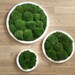 Round Moss Wall Art, Natural Live Moss Wall Decor, Decorative Greenery ...