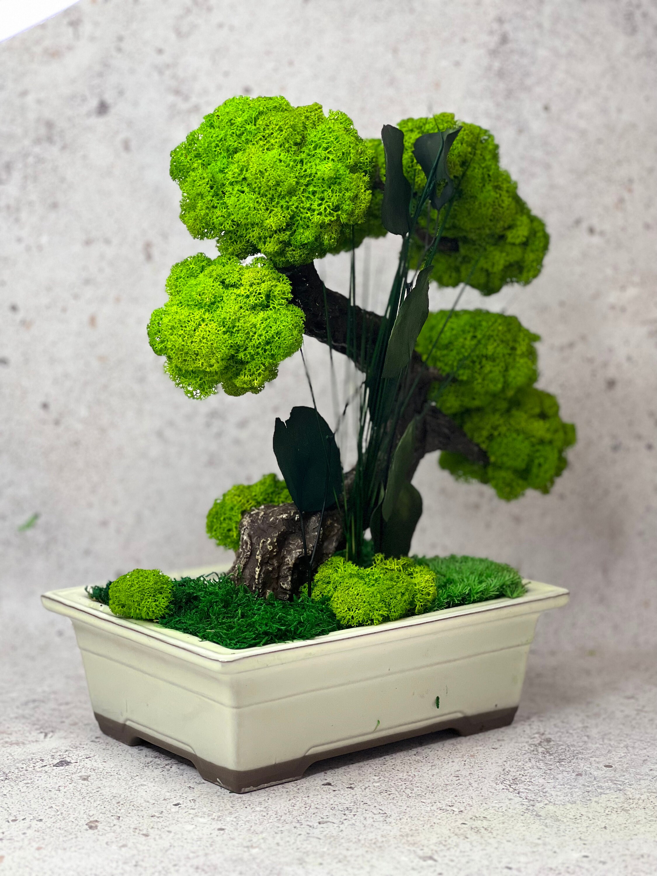 Bonsai Tree. Made From Preserved Moss on a Handmade Artificial Trunk ...