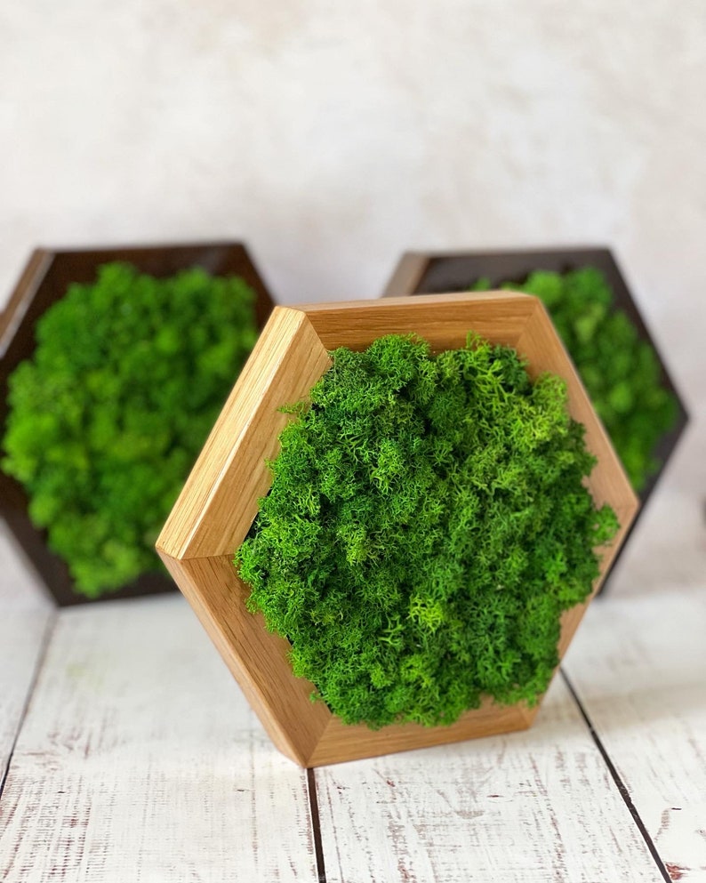 Natural Moss Wall Decor, Honeycomb Moss Art, Green Accent Wall Design ...