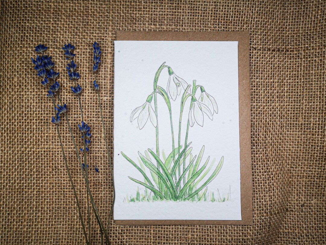 Plantable Snowdrop Greeting Card, Seeded Botanical Watercolour, Wild ...