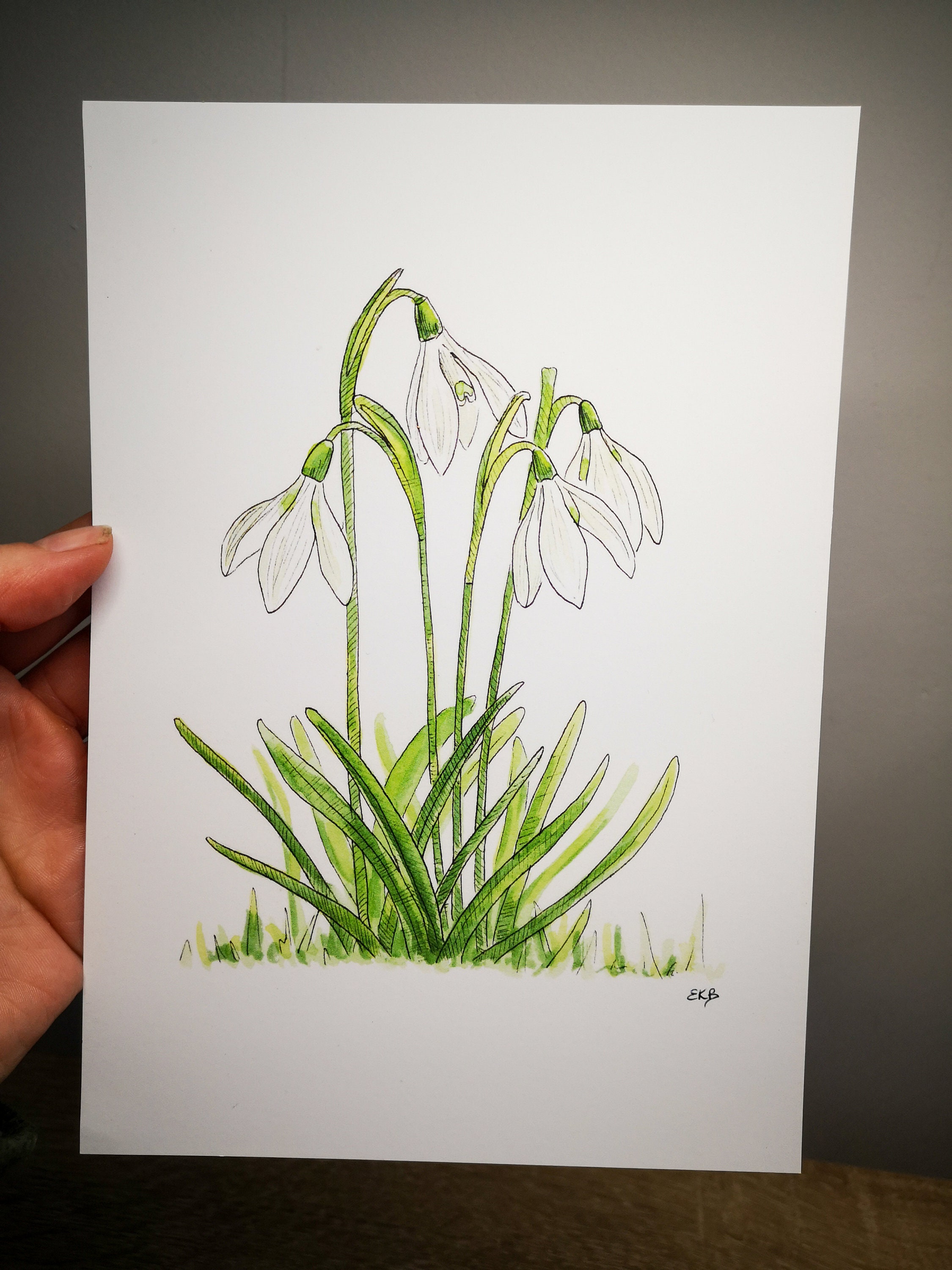 Snowdrop Sketch PRINT / Pen and Watercolour Wash / A5 Home - Etsy