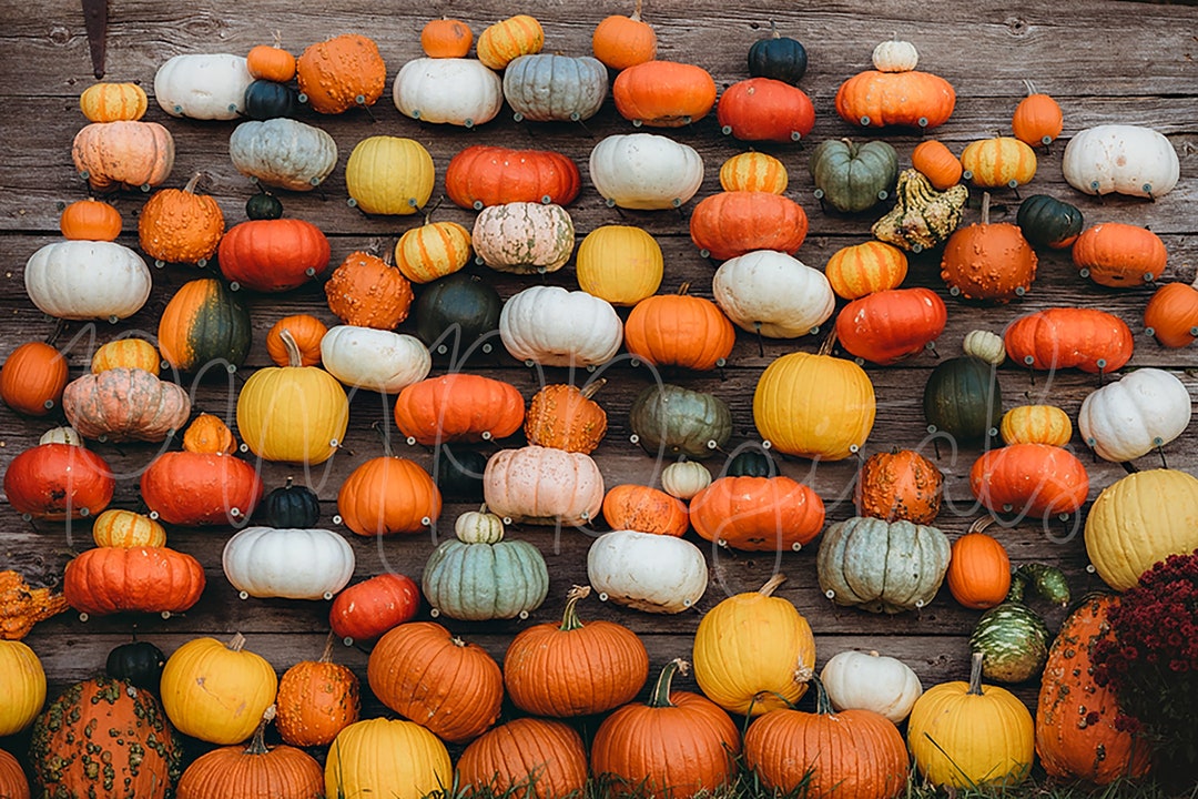 Digital Download, Pumpkin Wall, Digital Background, Digital Backdrop ...