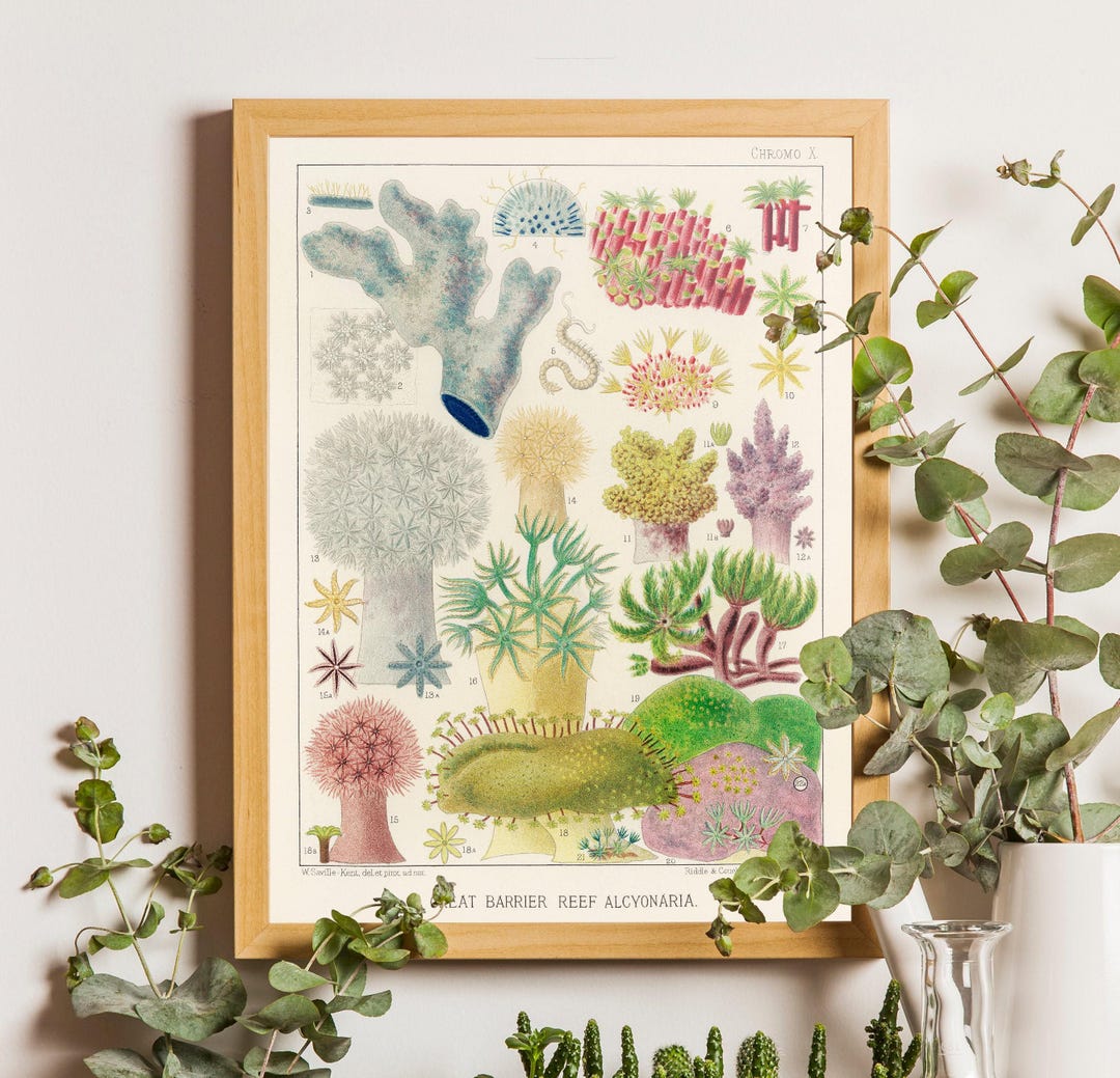 Vintage Coral Reef Print, Marine Life Illustration, Coastal Home Decor ...