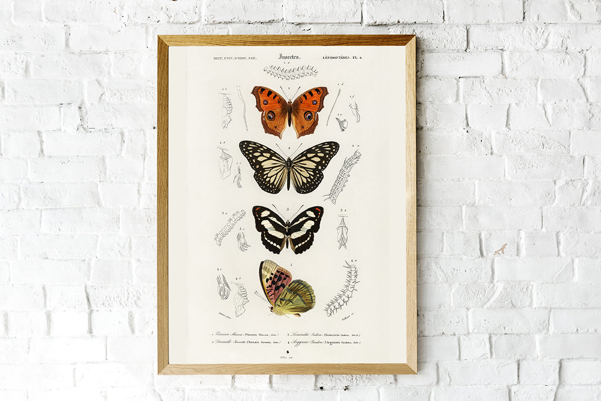 BUTTERFLY Poster Butterfly Print Butterflies Wall Decor | Etsy