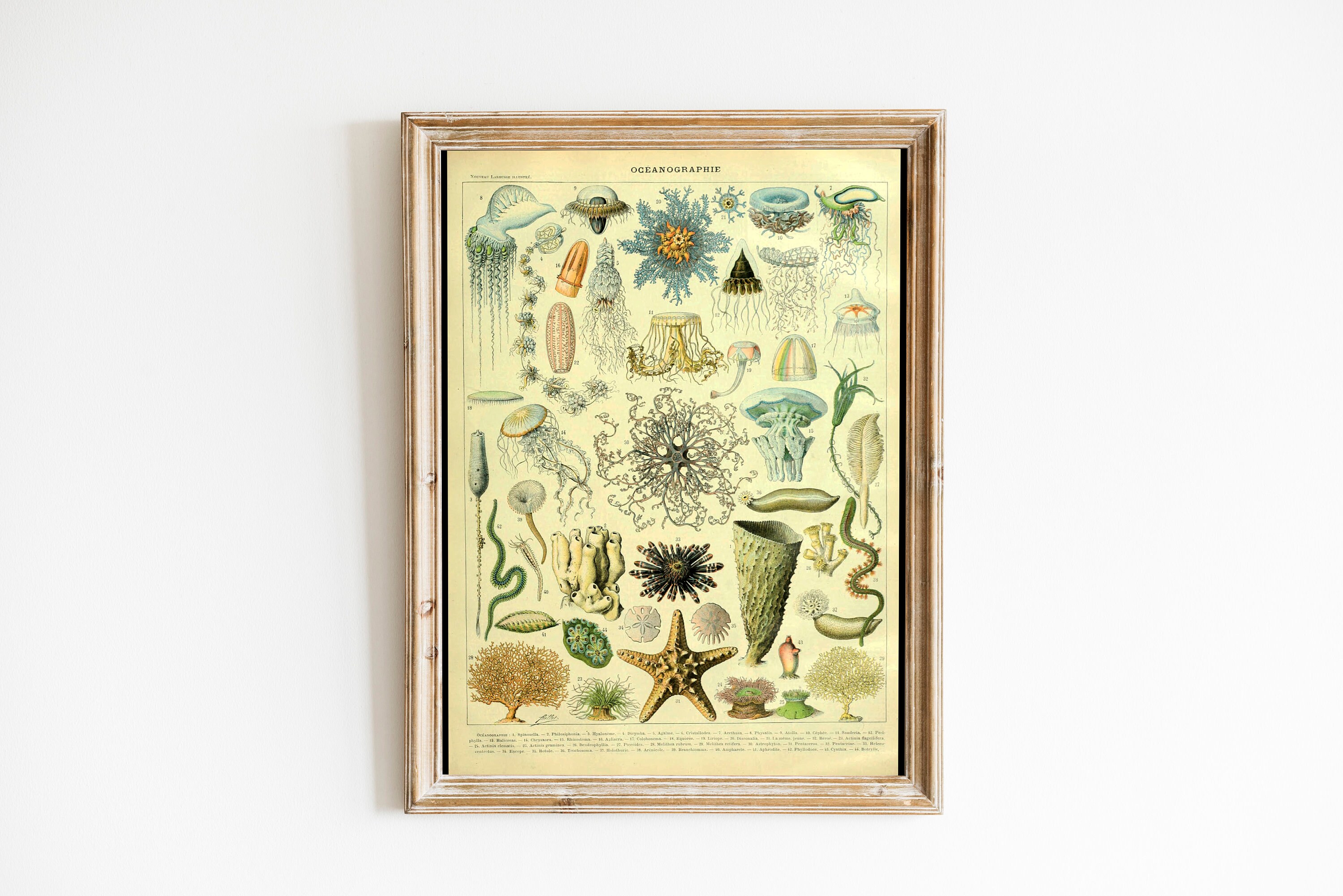 Vintage Ocean Science Print Adolphe Millot Poster Mollusk - Etsy