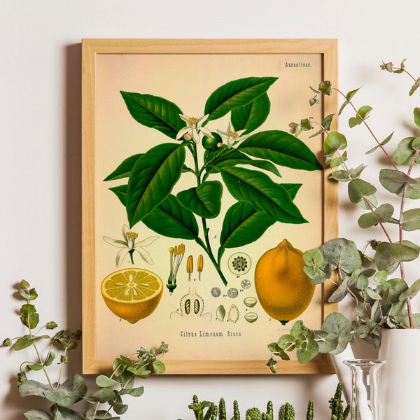 Citrus Print - Etsy