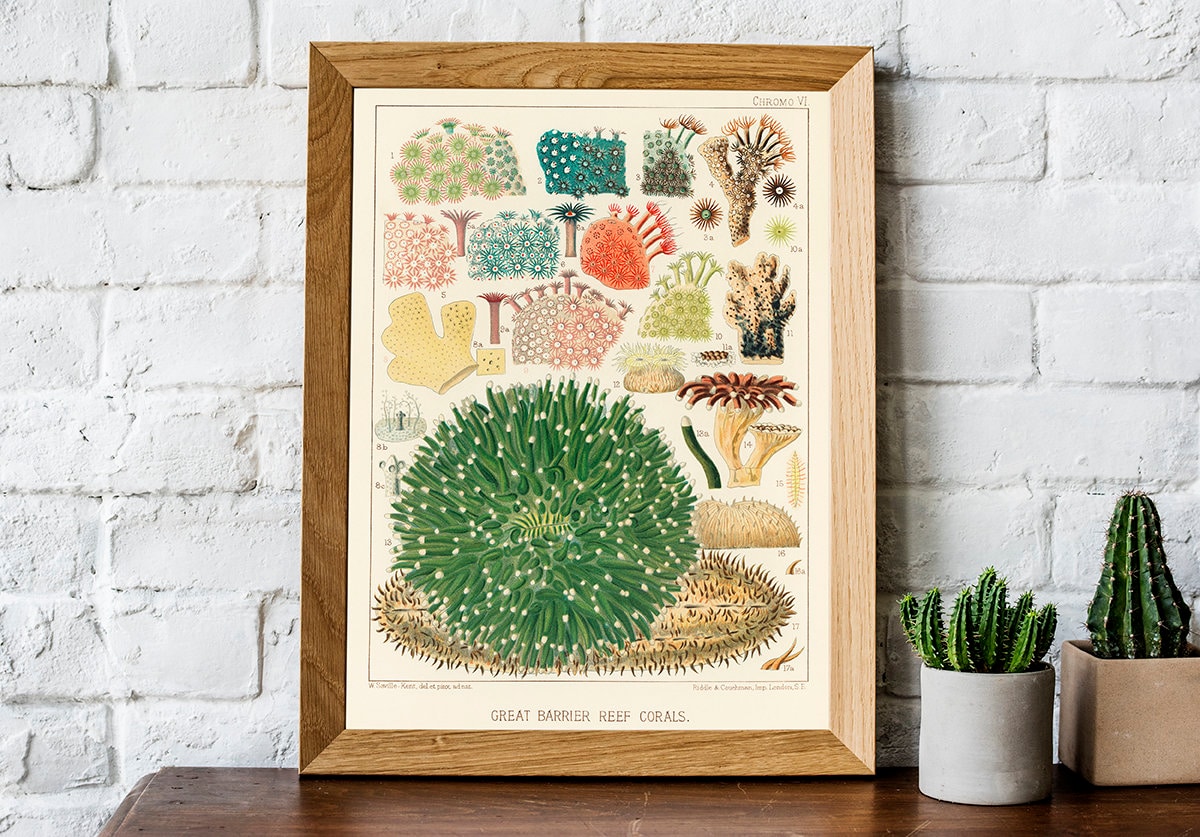 Vintage Coral Print Great Barrier Reef Vintage Coral Wall | Etsy