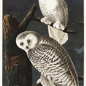 Audubon Owls Print Set, Set of 3, Art Prints, Bird Prints, Collage ...