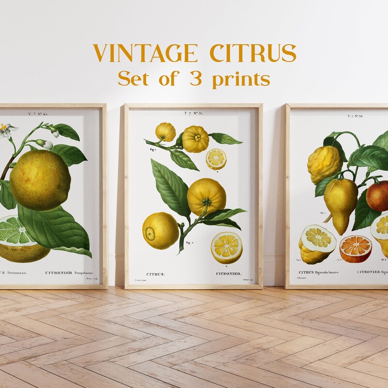 Citrus Wall Art - Etsy