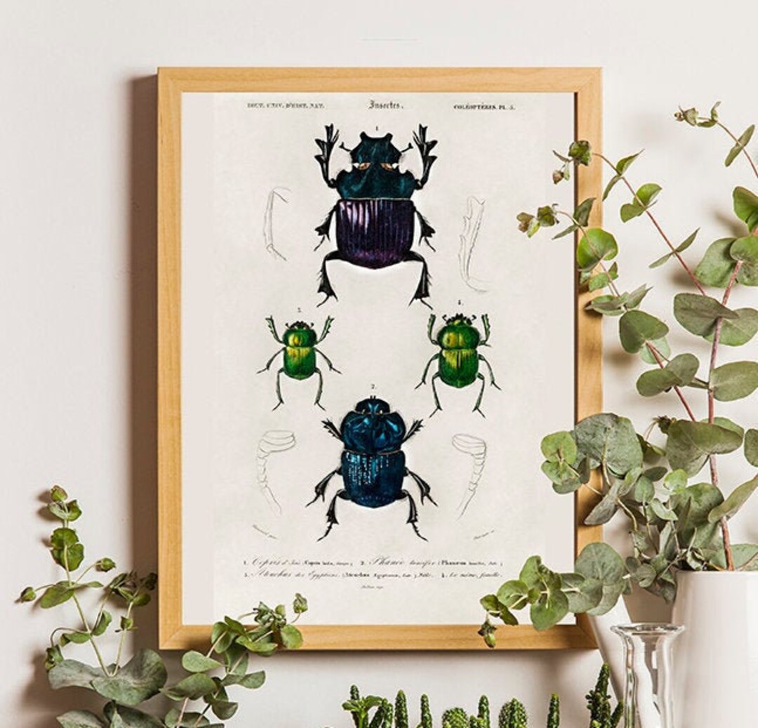 Vintage Science Print, Vintage Insects Poster, Study of Bugs ...