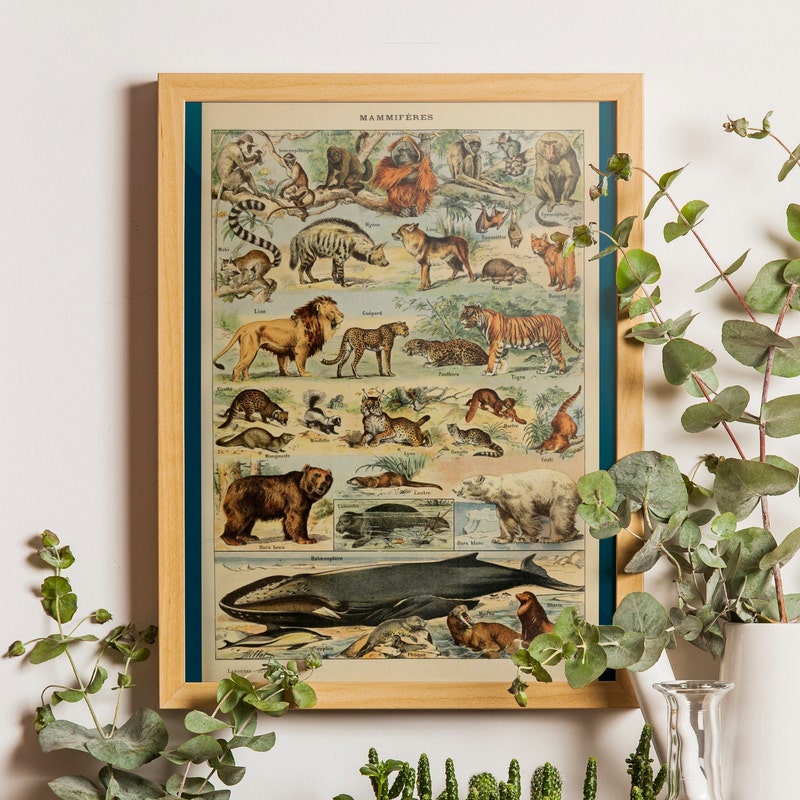 Animal Poster - Etsy
