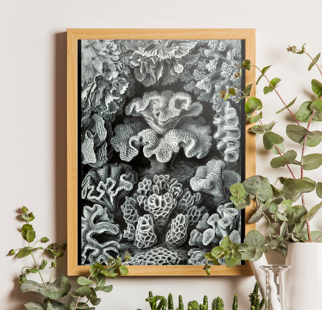 Ernst Haeckel Wall Art, Scientific Illustration Ocean, Haeckel Prints ...