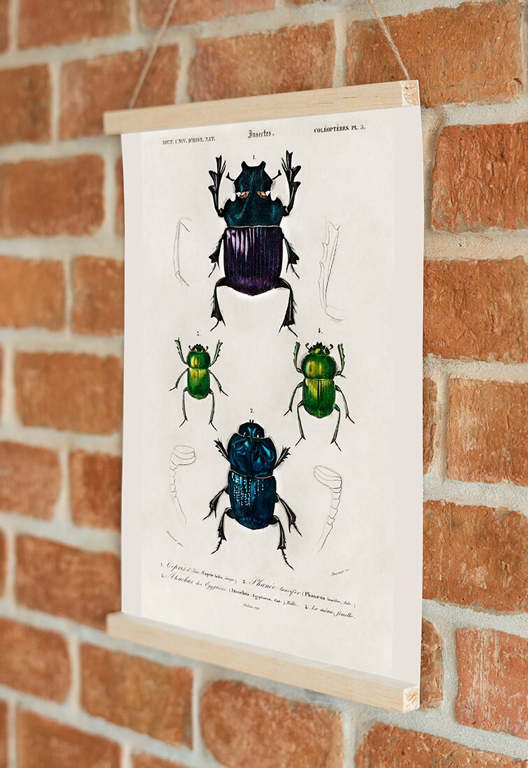 Vintage Science Print Vintage Insects Poster Study of Bugs | Etsy
