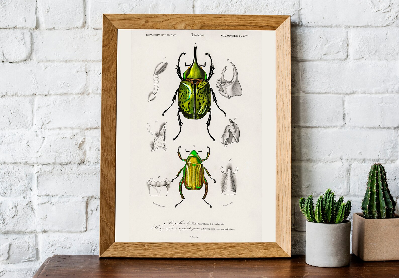 BEETLES Poster Beetles Print Beetles Chart Insect Poster | Etsy
