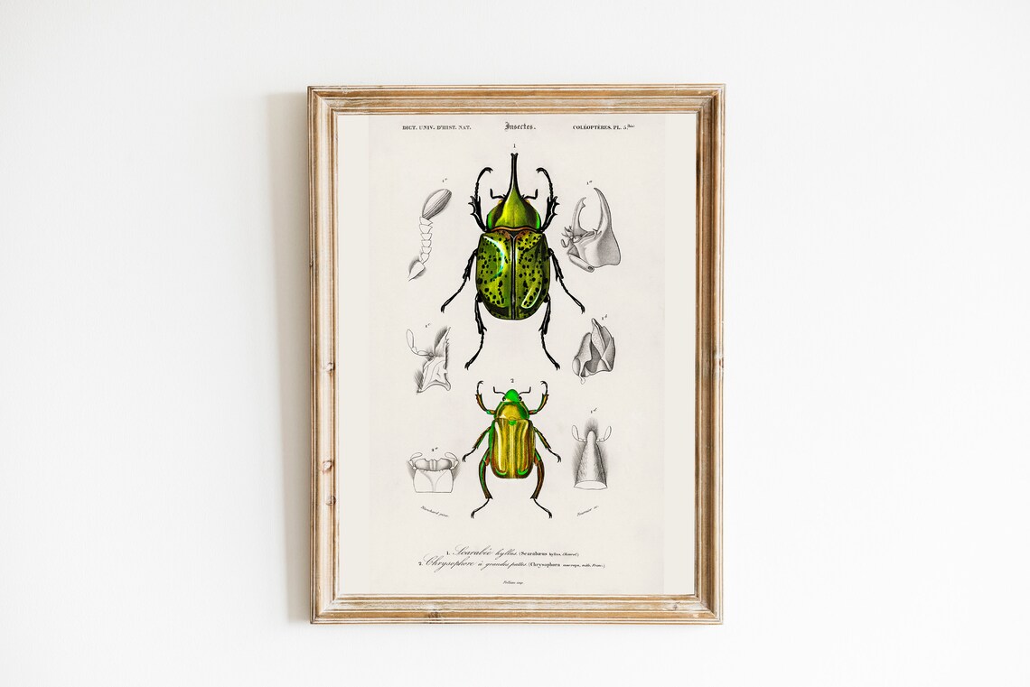BEETLES Poster Beetles Print Beetles Chart Insect Poster | Etsy