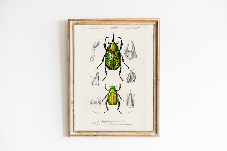 BEETLES Poster Beetles Print Beetles Chart Insect Poster | Etsy