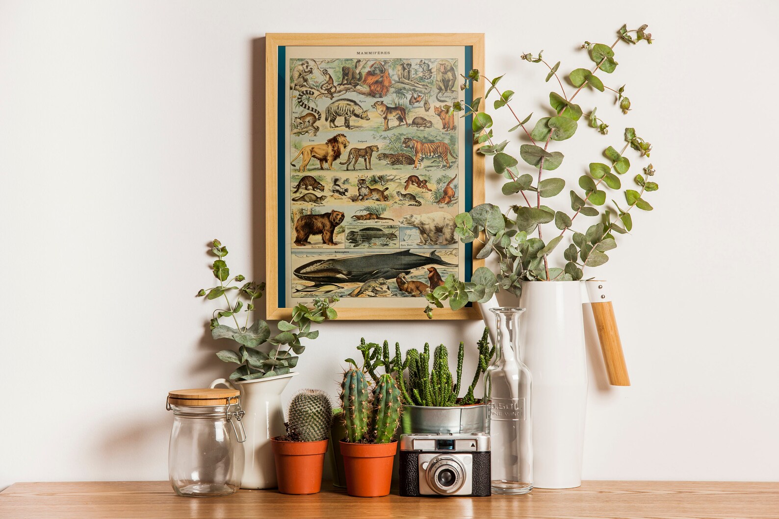 Animal Poster Art Exotic Animals Mammals Chart Print | Etsy