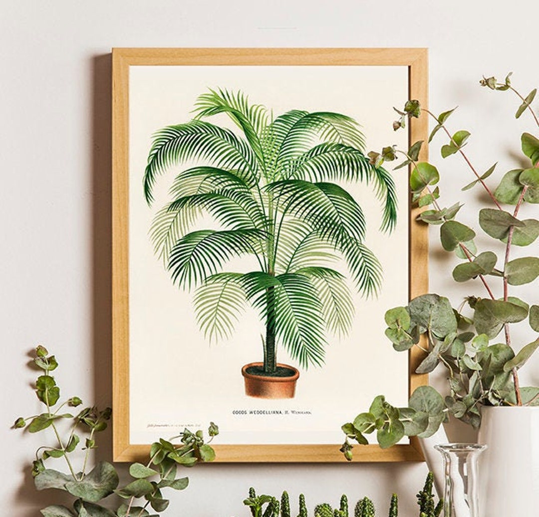 Palm Tree Print, Vintage Palm Poster, Cocos Print, Palm Tree ...