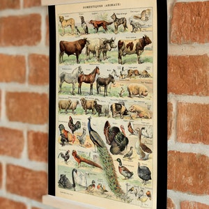 Animal Poster Art, Domestic Animals, Educational Diagram, Adolphe ...