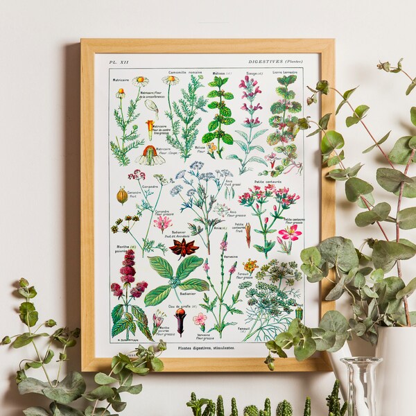 Botanical Poster - Etsy