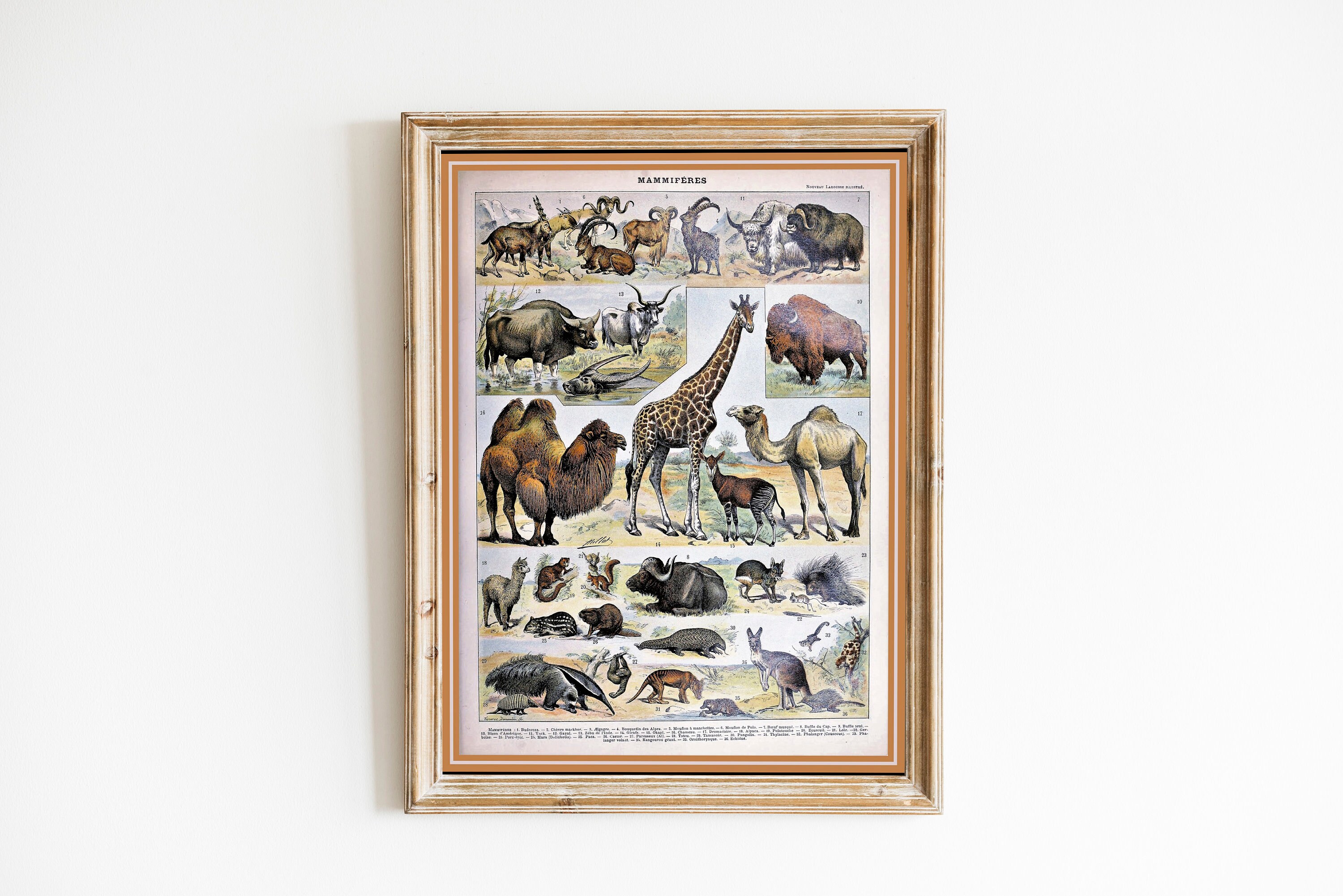 Animal Poster Art Mammals Chart Print Educational Diagram - Etsy