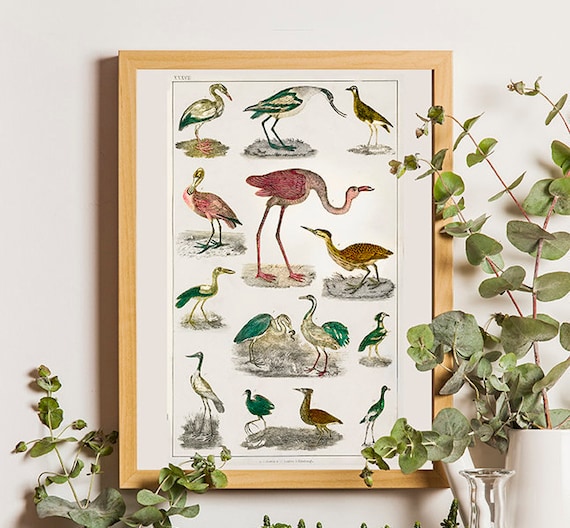 Vintage Bird Print Bird Poster Bird Art Bird Print Bird - Etsy