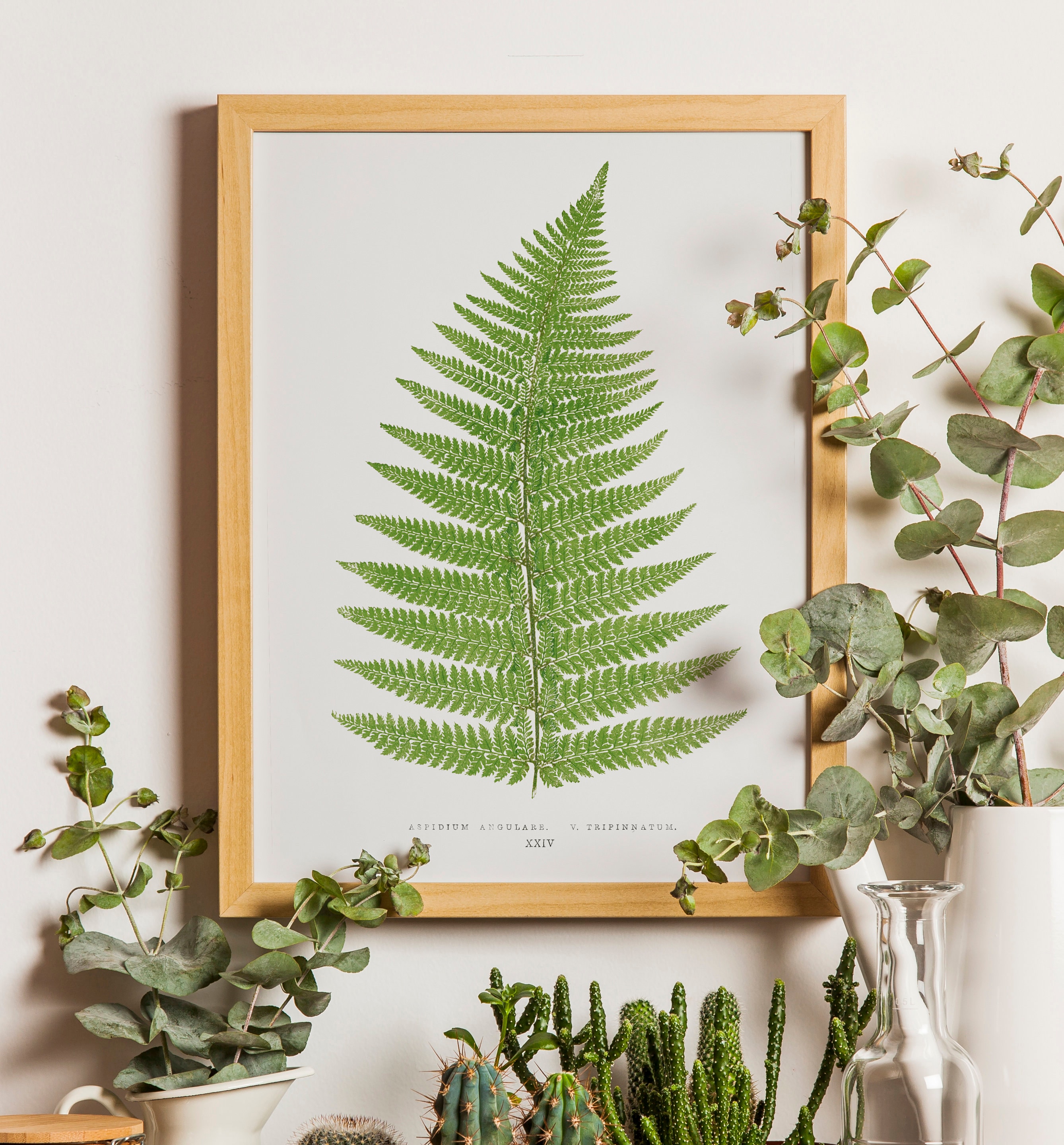Set of 6 Botanical Fern Prints Wall Gallery Vintage Prinst - Etsy