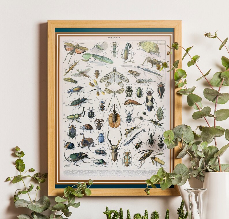 Insects Poster Insects Print Adolphe Millot Print Chart | Etsy