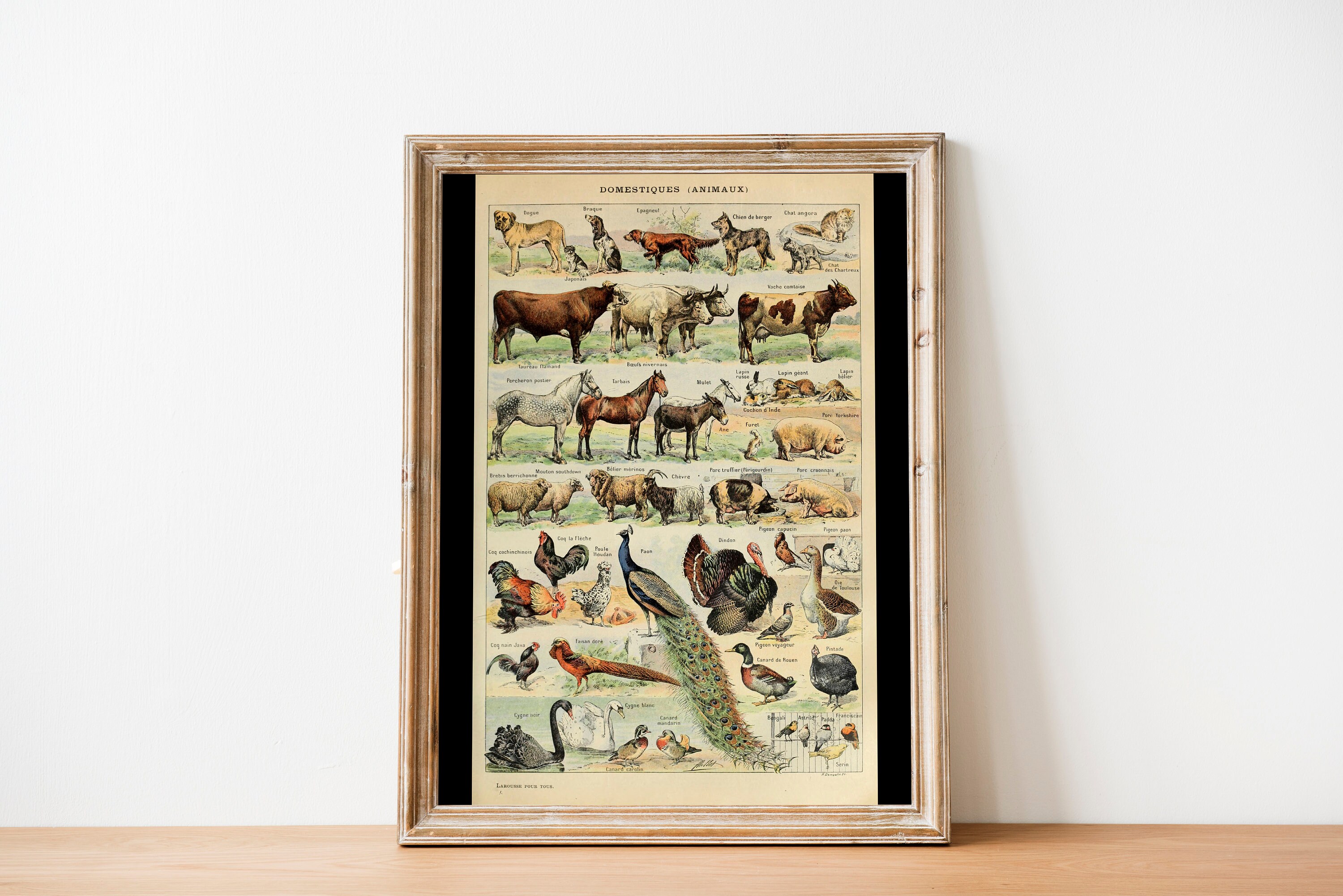 Animal Poster Art Domestic Animals Educational Diagram | Etsy