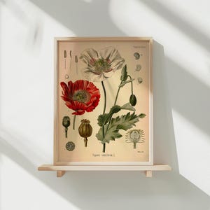 Botanical Poster Set of 6 Flowers, Gallery Wall Set, Botanical Prints ...