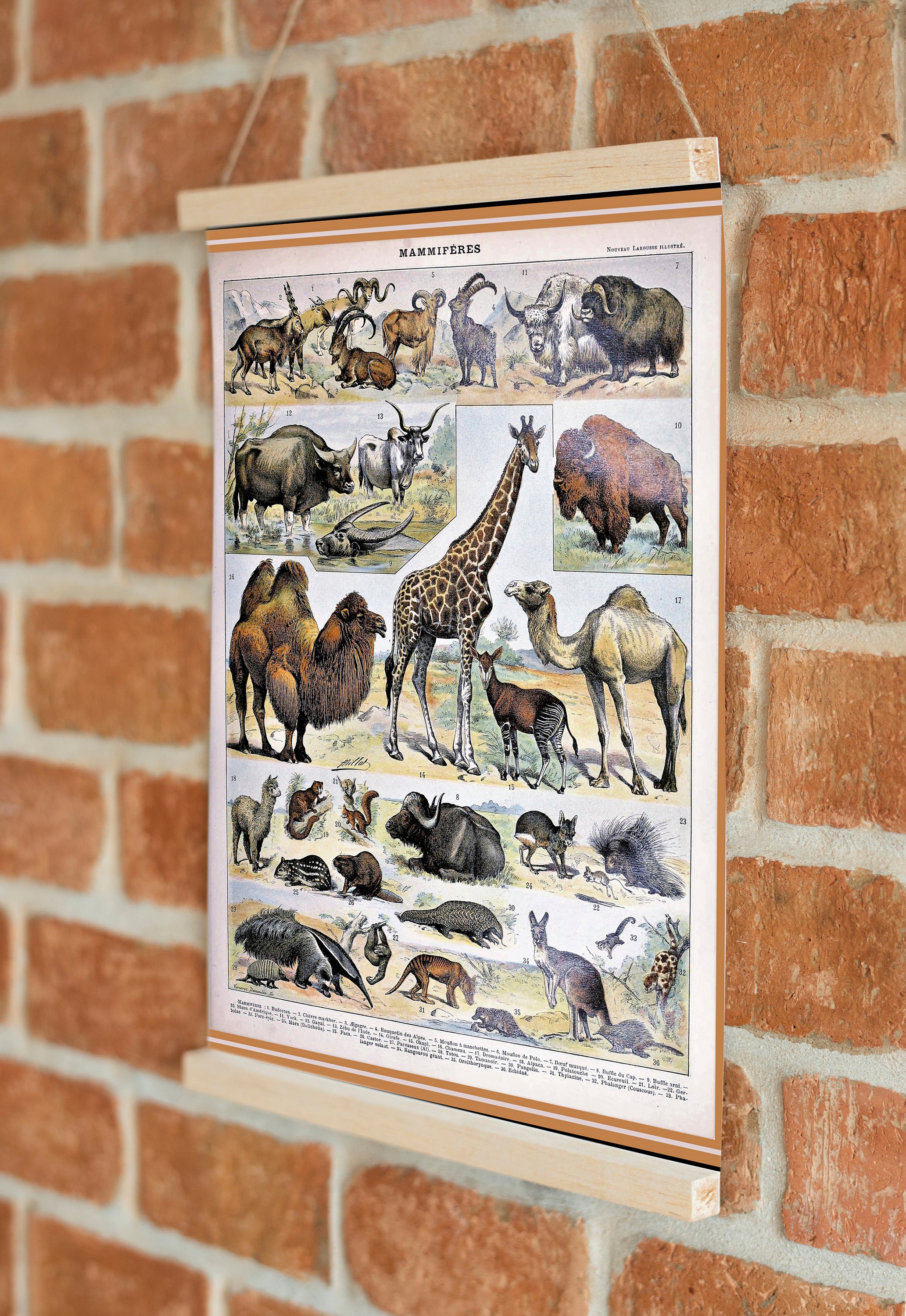 Animal Poster Art Mammals Chart Print Educational Diagram | Etsy